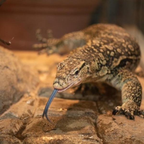 Common Water Monitor | Columbus Zoo and Aquarium